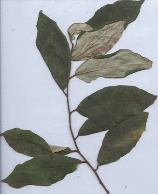 Elaeagnus conferta | Flowering Plants and Pictures