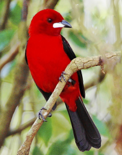 Tiê-sangue - Ramphocelus bresilius (L.) ~ Você realmente sabia?