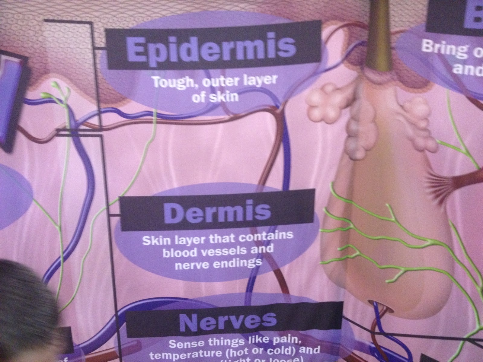 The Body Venture Exhibit! | Mrs. Hodge's Kids