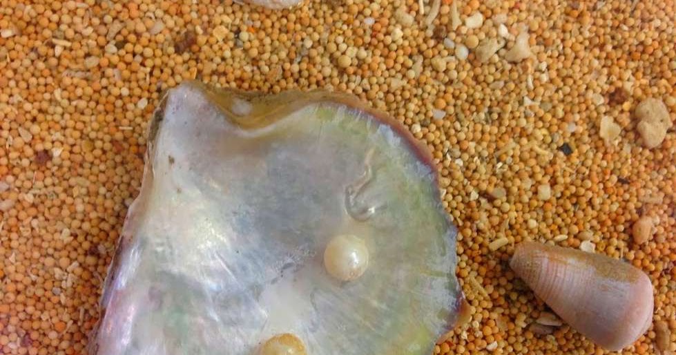 Perbedaan antara Mutiara Air Laut dan Air Tawar - budidaya ikan