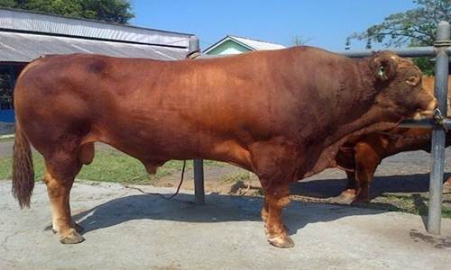 Jenis Sapi Unggul Yang Banyak Diminati Jagal Dan Peternak Lokal