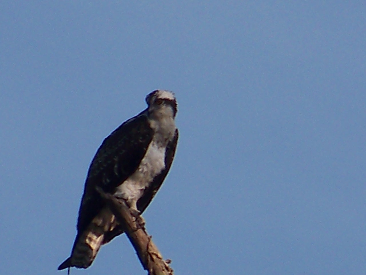 My Carolina Backyard: Paddling Sparkleberry Swamp