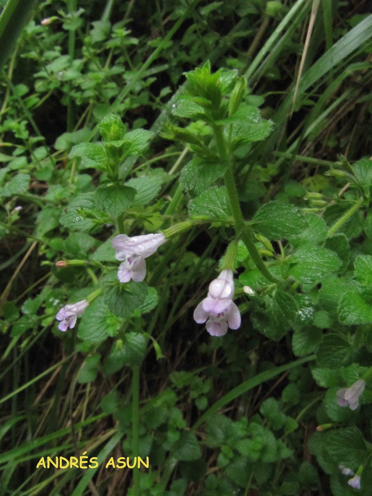 Flores silvestres de la Cordillera Cantábrica: LABIADAS - Labiatae