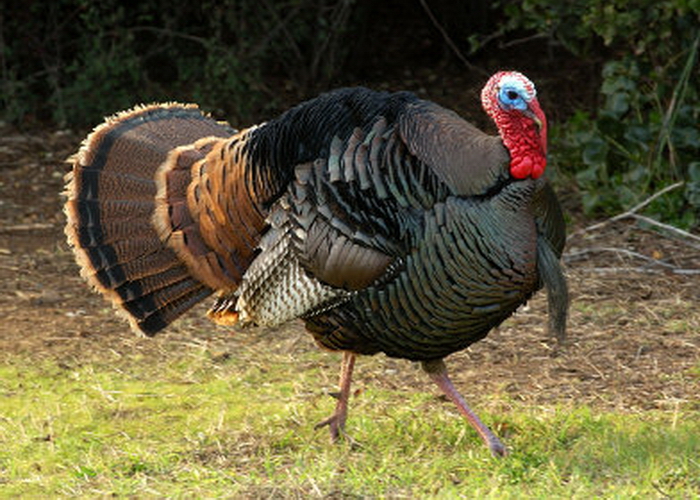 Poor Richard 2011: HermannMoNews.blogspot.com Hermann, Missouri - News ...