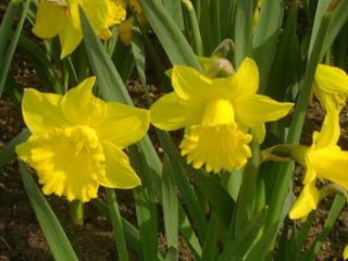 blog milik lia: Makna bunga dengan bulan kelahiran januari-maret