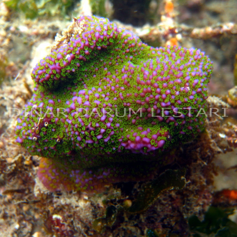 PT. DINAR DARUM LESTARI: Montipora spp