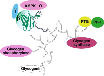 Biologi Kelas XI Glikogen | Biologi Kelas