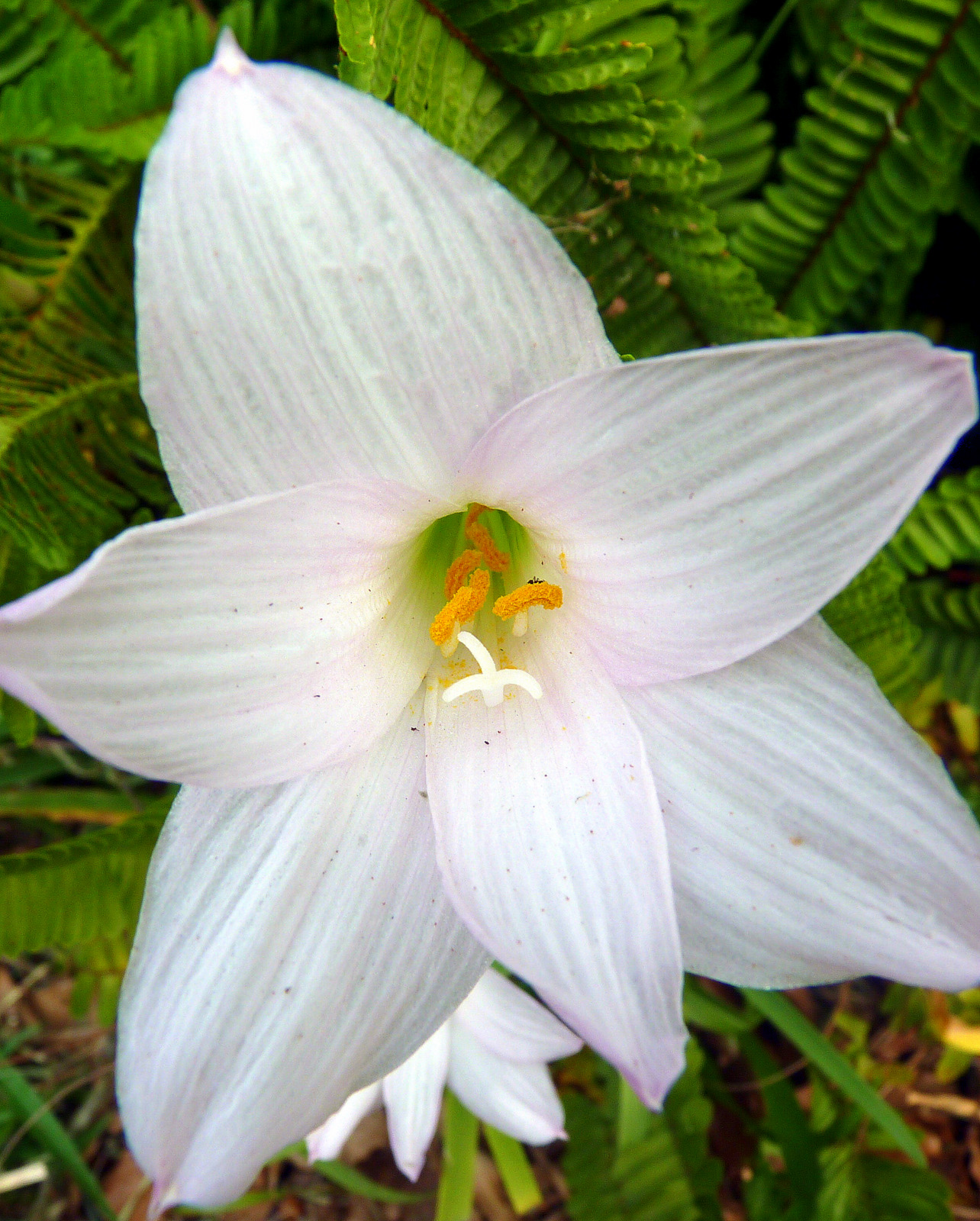 My Florida Backyard: Lily Was Here