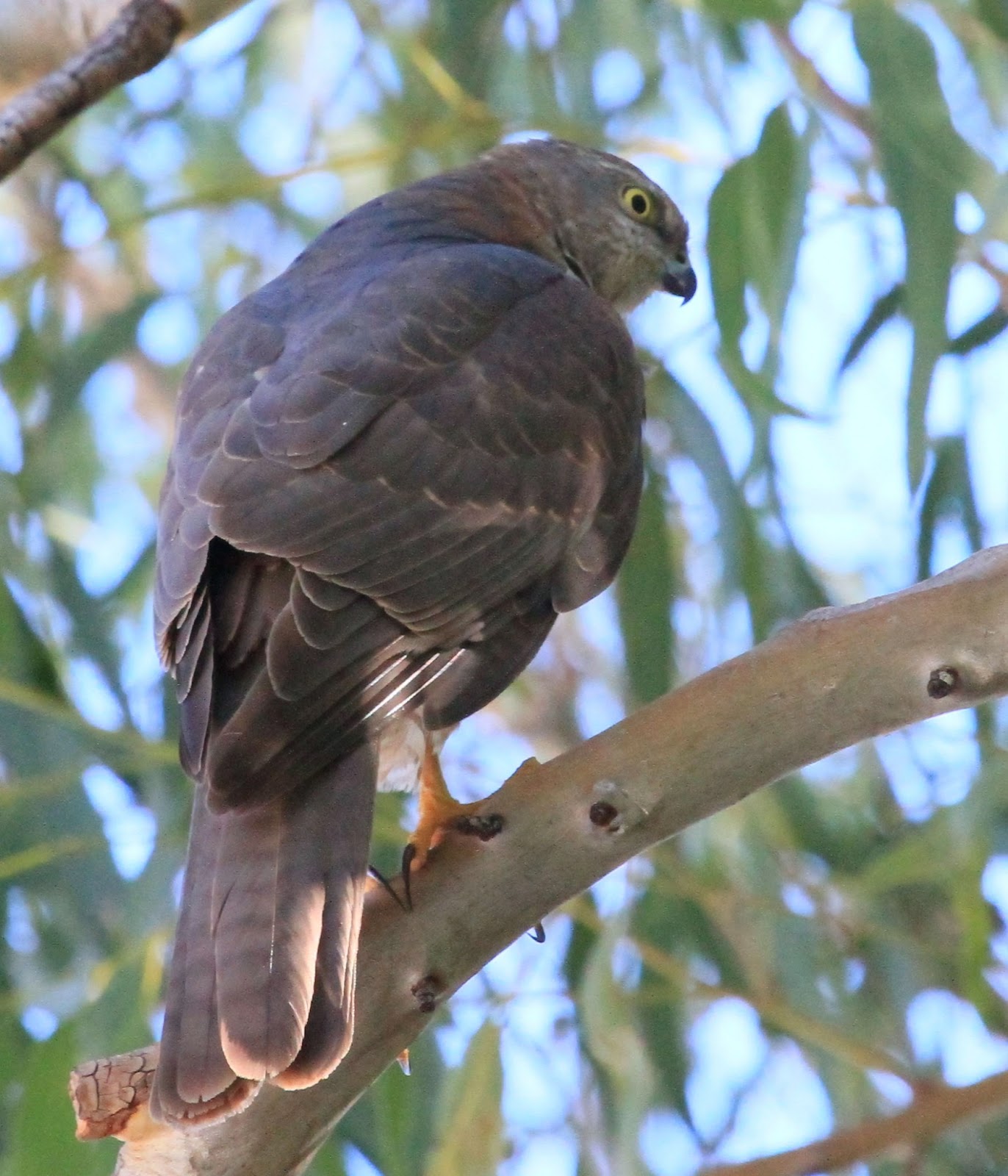 Richard Waring's Birds of Australia: Black Honeyeaters, juvenile ...
