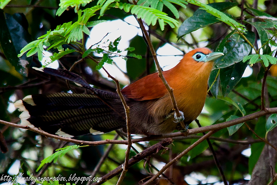 SOUTH EAST ASIA BIRDS - Malaysia birds paradise: April 2012