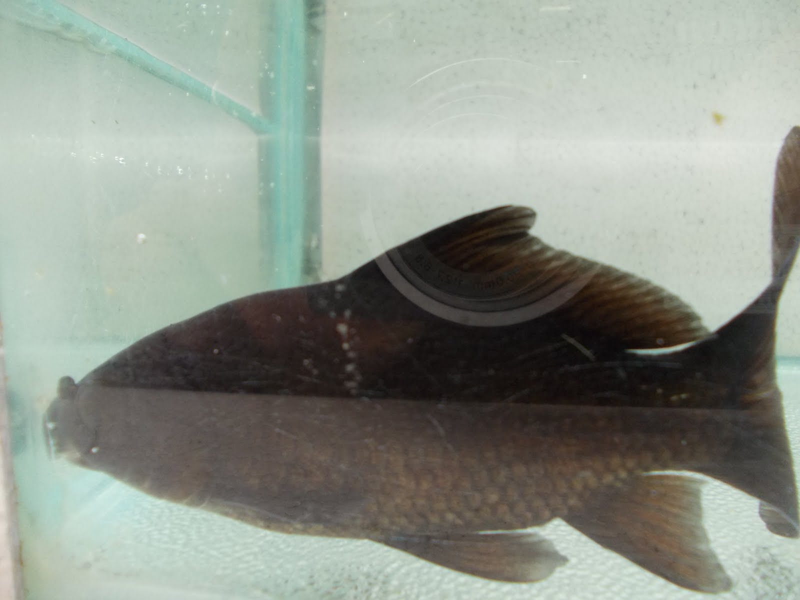 Mirror-scale goldfish: Black metallic comet "goldfish" from China