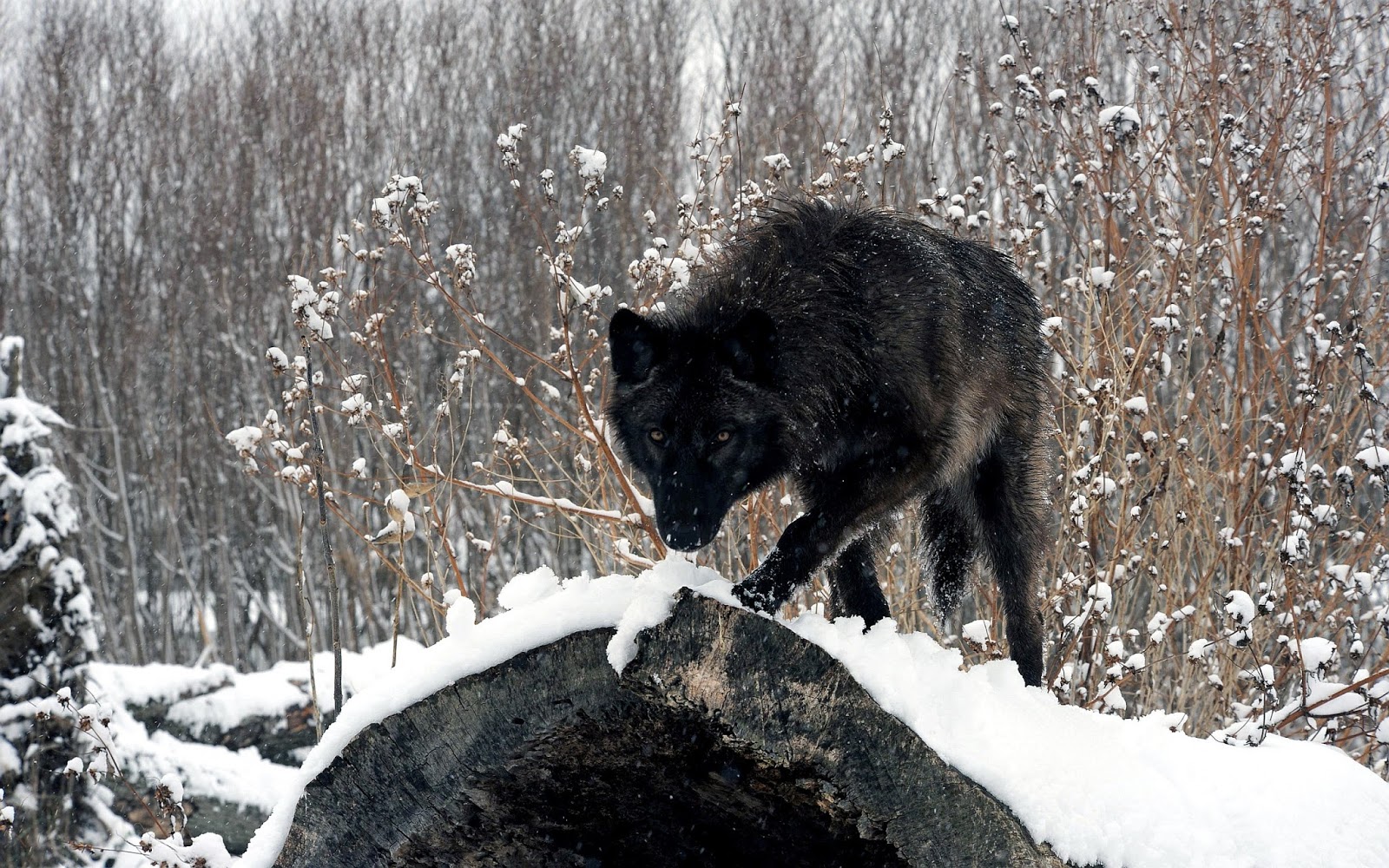 White Wolf : 10 Things We Can Learn From Wolves