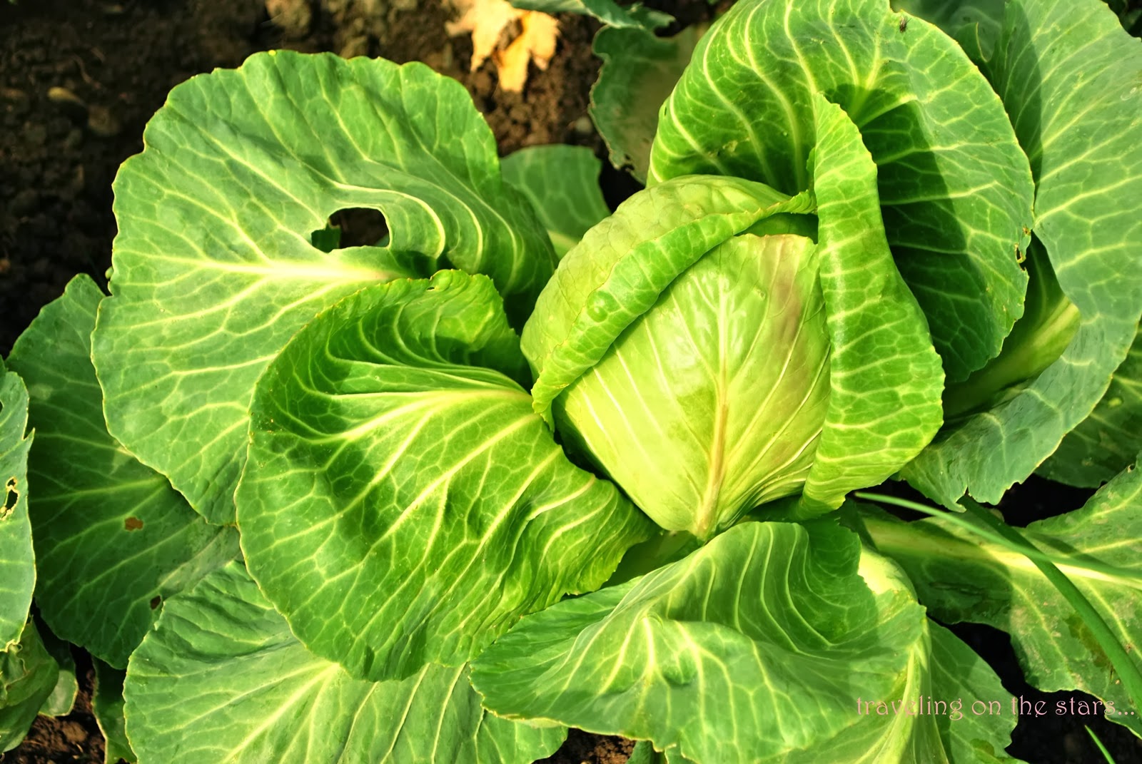 traveling on the stars...: Alimentos que "alimentan"....