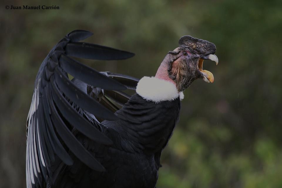 Aves Quito: ¿Y cómo están los cóndores en Ecuador?