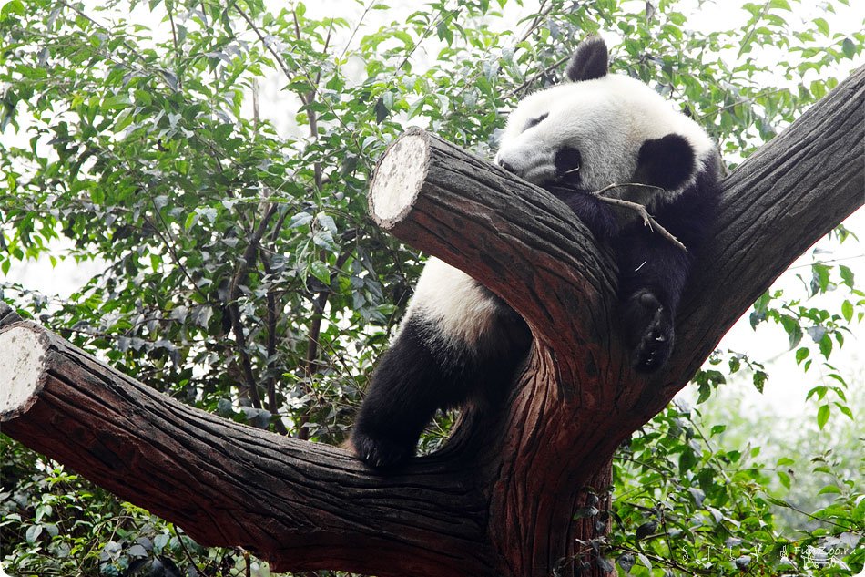 Save Pandas | Endangered Animals