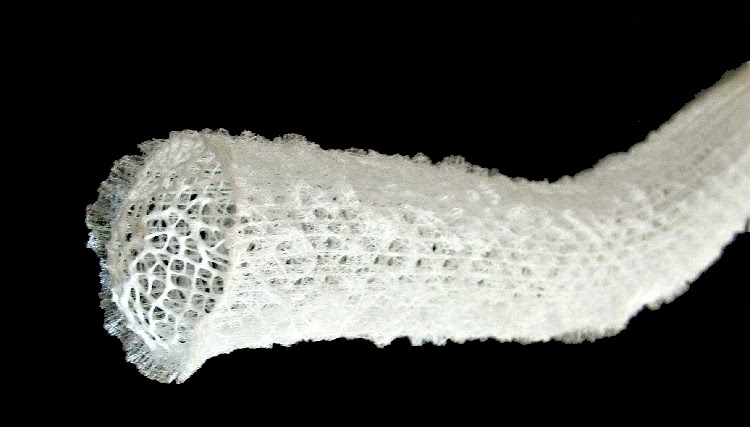 Glass sponge | Facts About All