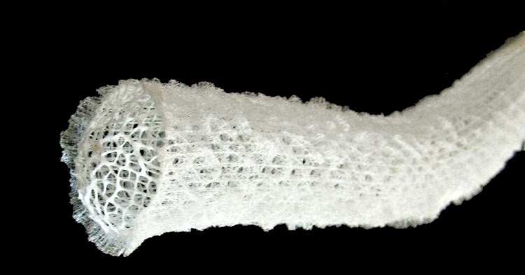 Glass sponge | Facts About All