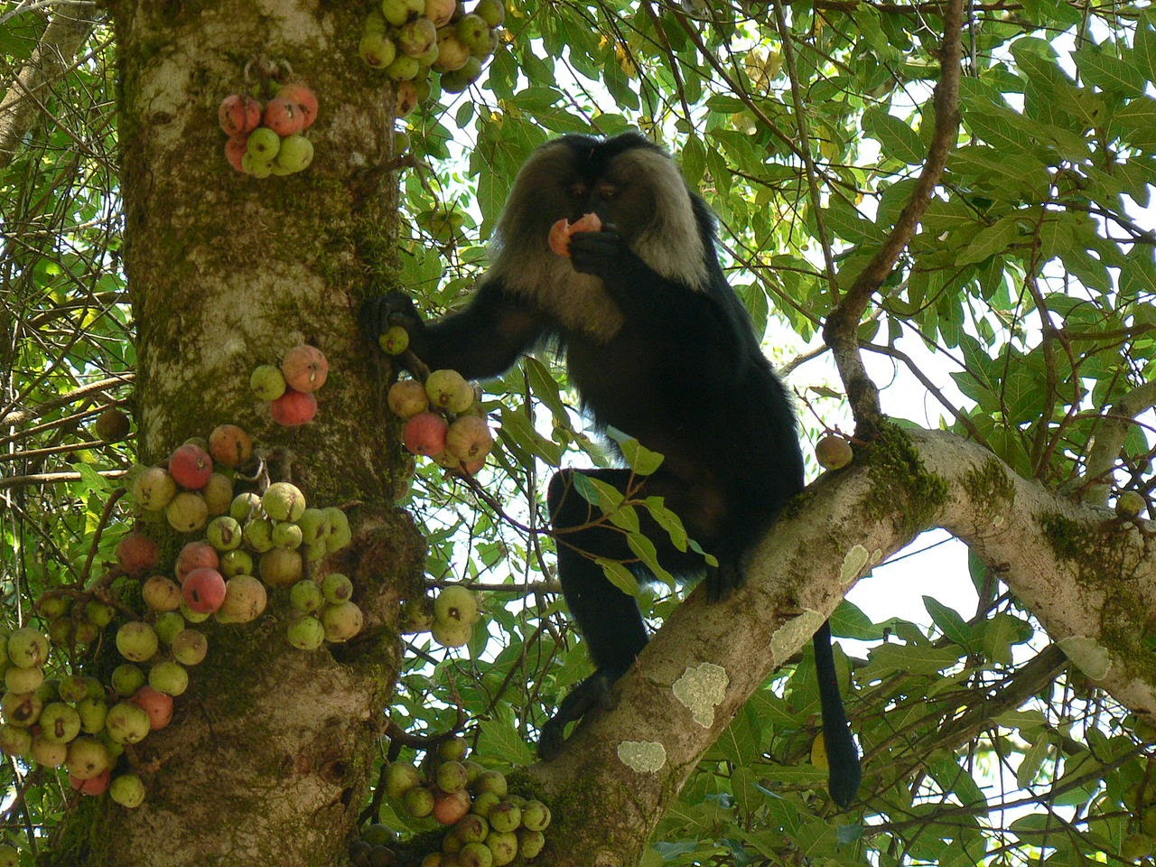Herbal remedies: 74. Sacred Ficus - assures Fertility to human progeny