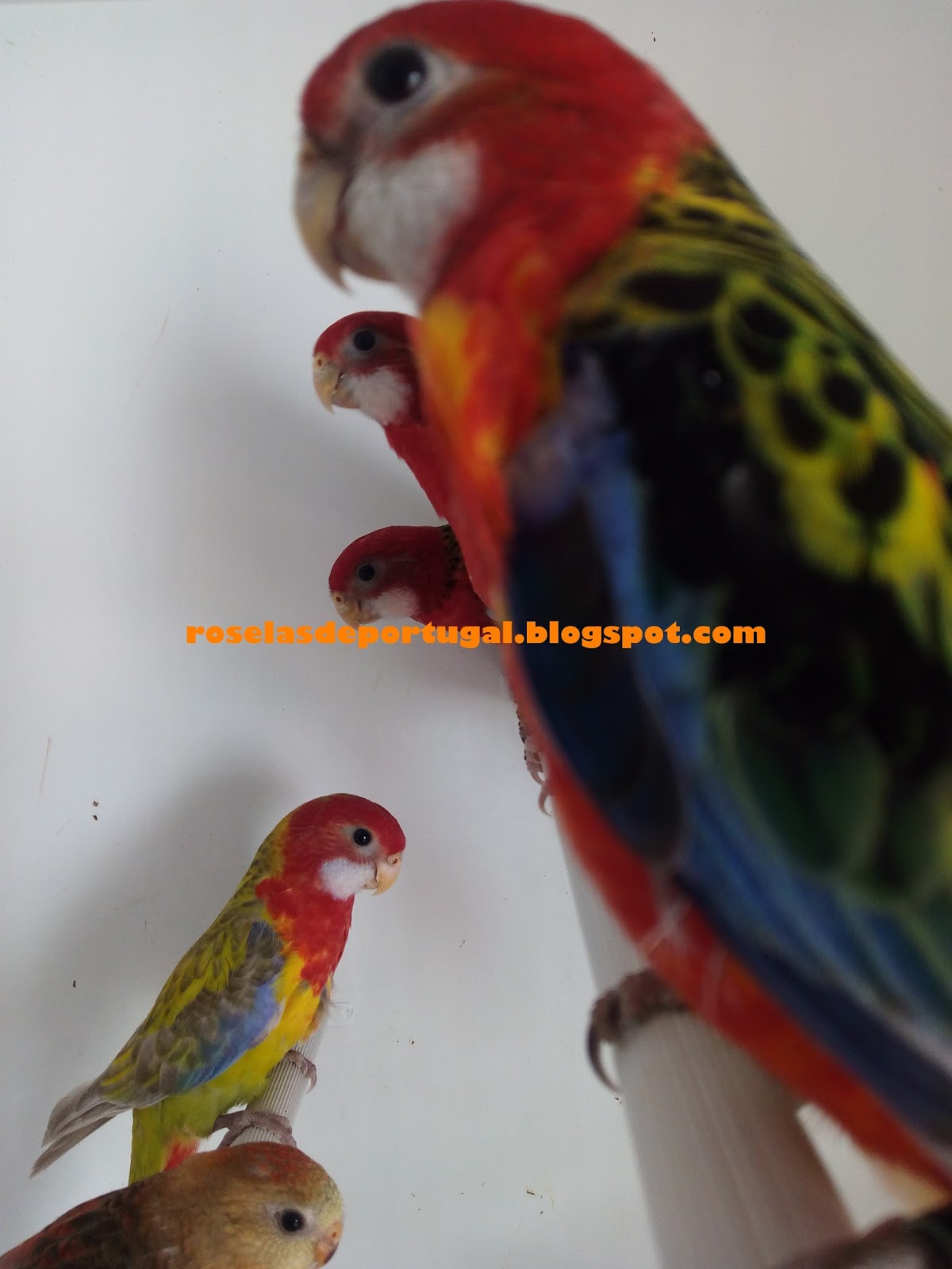 Roselas de Portugal: Disponíveis varias Roselas Omnicolor Pastel, Opalinas e Opalinas Canela ...