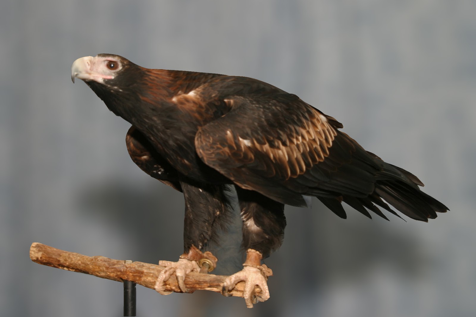 World Bird Sanctuary: Duncan The Magnificent