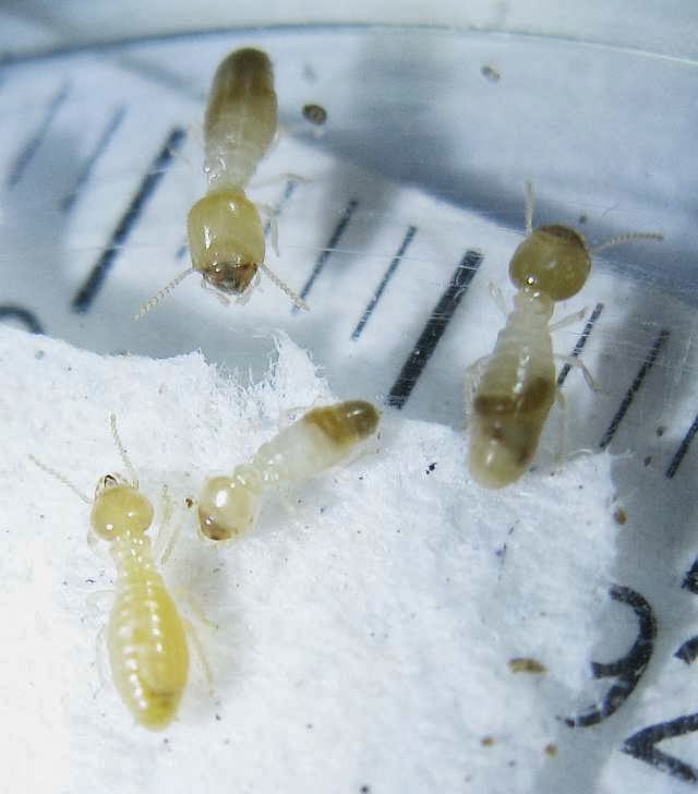 Photos and Info on Ants and Termites of Malaysia: Microtermes obesi