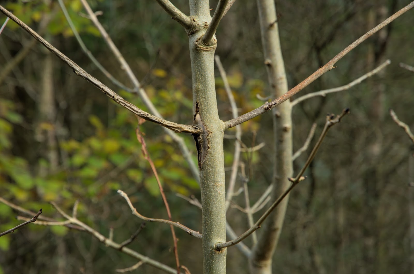 East Glamorgan Wildlife: Just over the Border: Chalara Ash Dieback