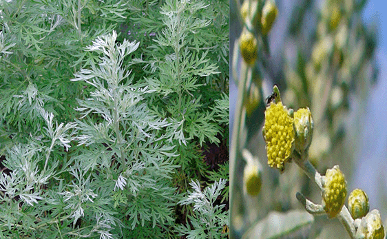 Artemisia absinthium