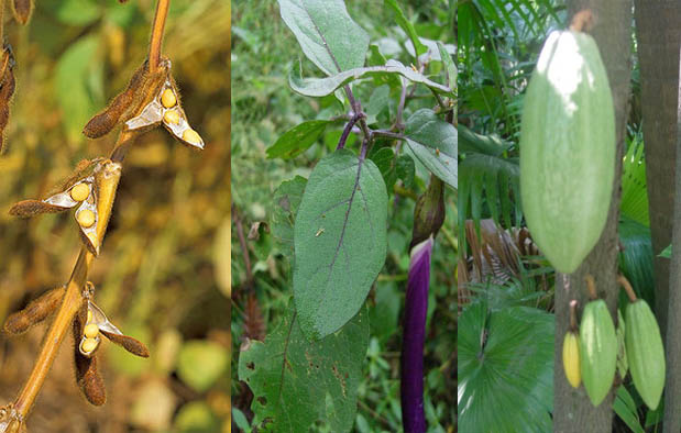 tumbuhan: 10 macam contoh tumbuhan dikotil dan monokotil