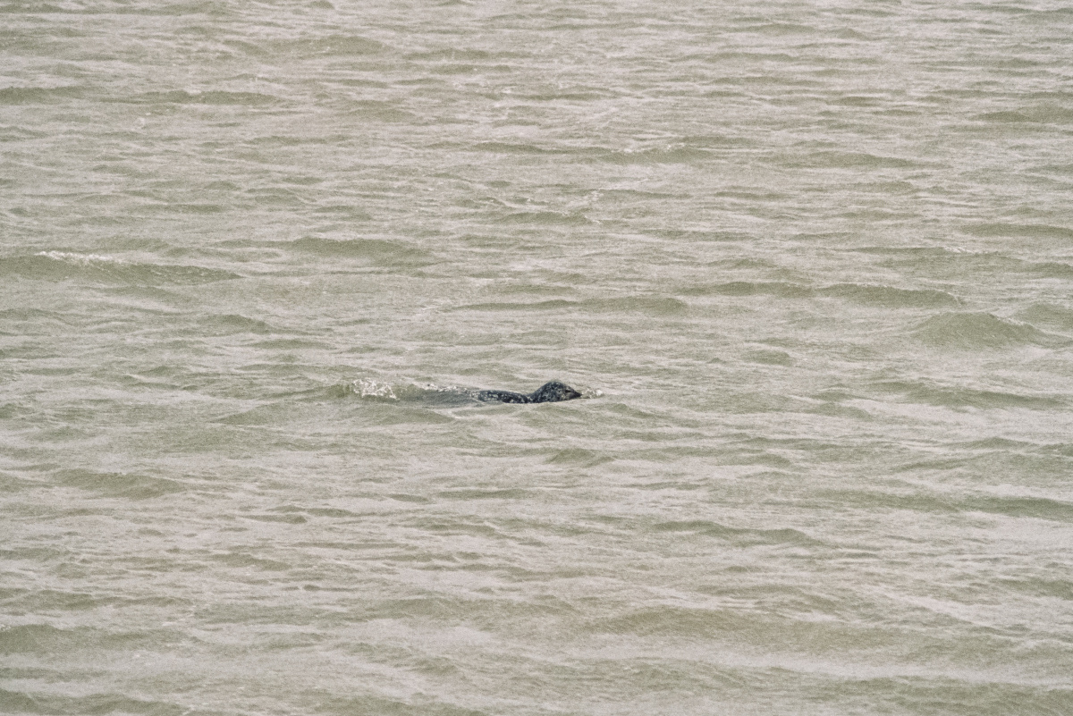 Fotografie auf Film: Seehundbänke vor Baltrum, Fischer in der Accumer ...