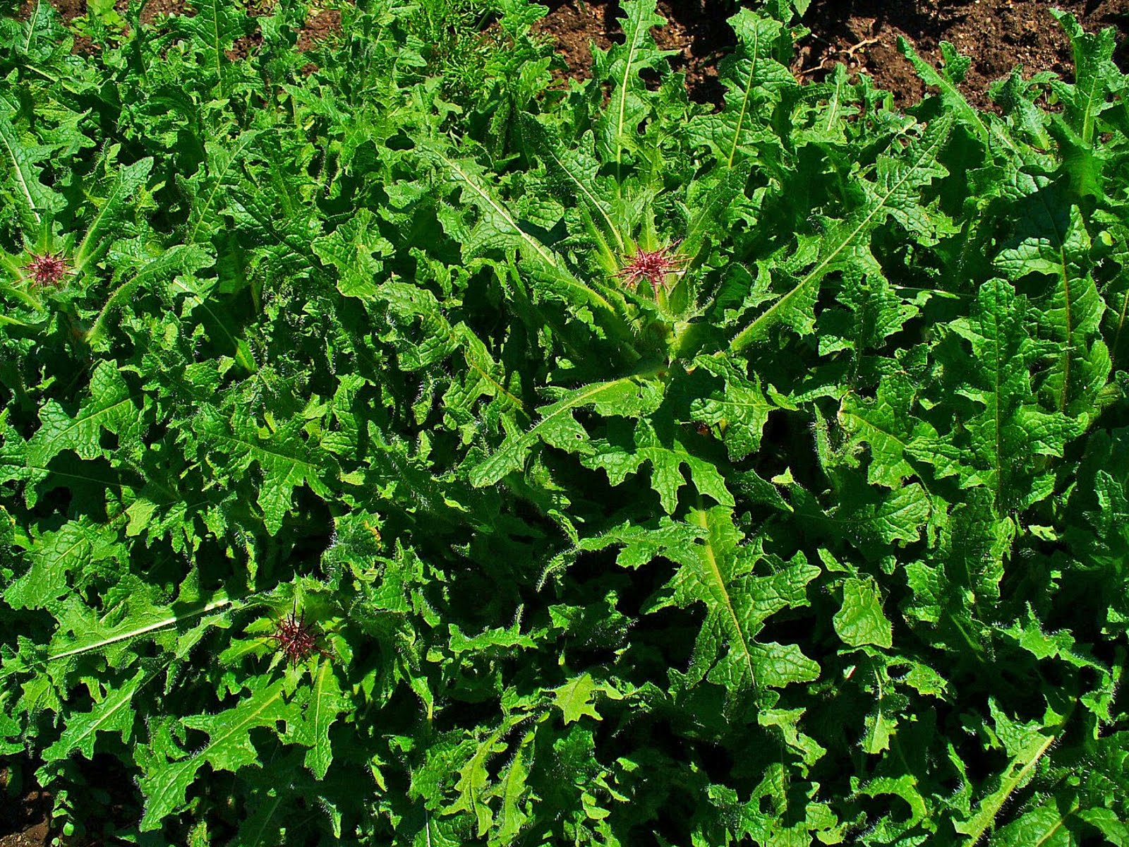 blessed thistle - meddic