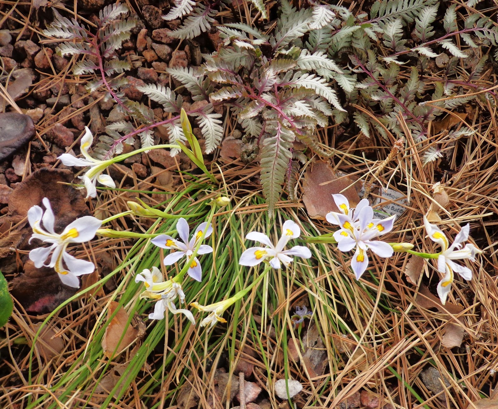 Prairiebreak: From A to Z (An alphabetarium of plants blooming on May ...