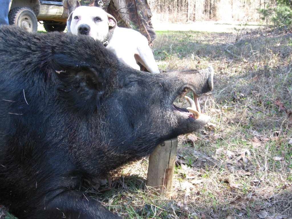 East Texas Hog - The Hunting Game