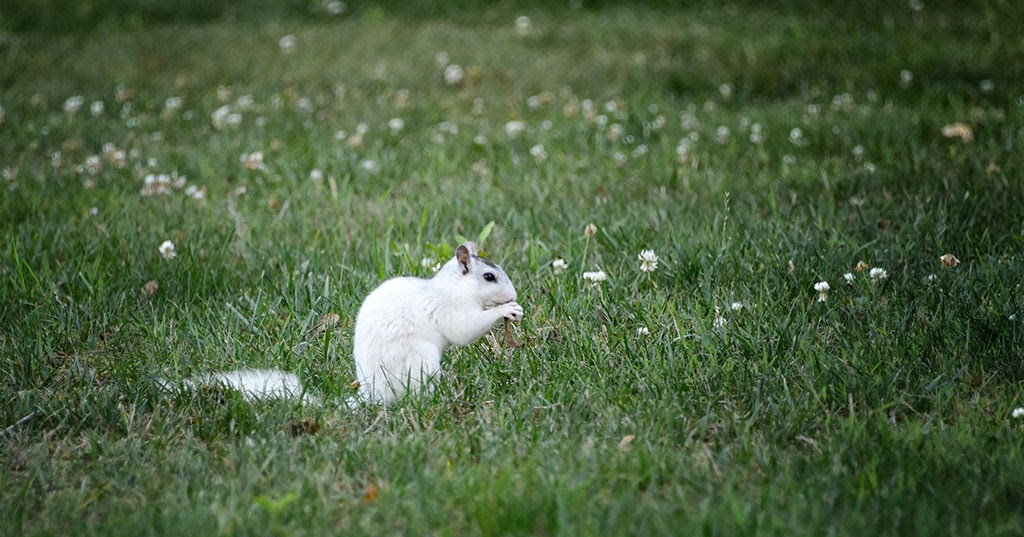 Bubba's Garage: Have you ever seen a White Squirrel? Visit Brevard, NC!