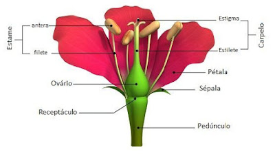 Grupos Vegetais: : Gimnospermas, Angiospermas, Flor, Fruto e Semente