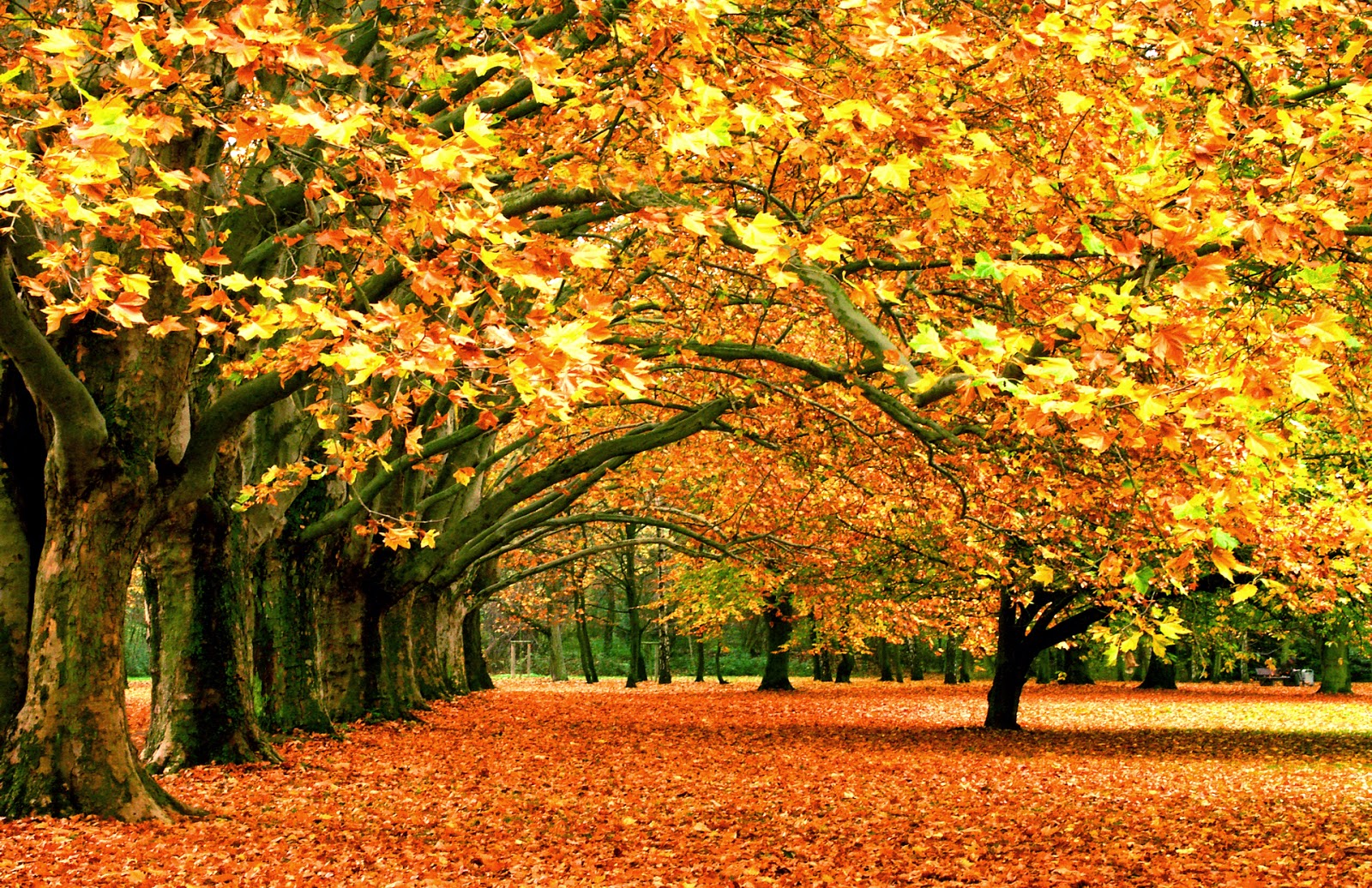 INSPIRAÇÃO E IMAGENS: Imagens Diversas