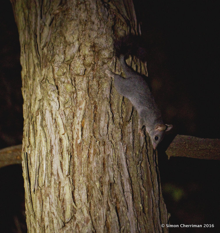 iNSiGHT News: What's a Wambenger?