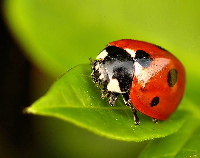 Backyard Safari Survey: Top Ladybird Facts