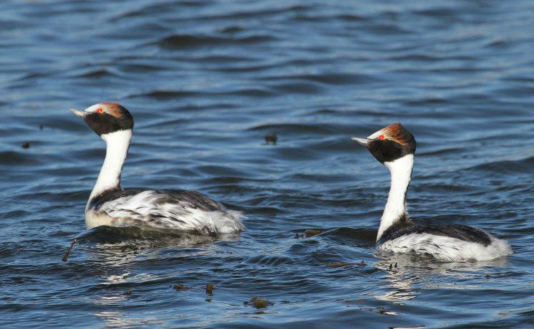 Species New to Science: [News 2012] Appeal launched for Patagonian ...