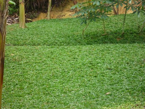 ENRICH CONSTRUCTION: PEARL GRASS