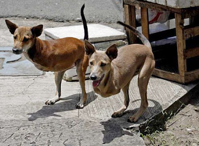News and Features By Himanshu Guru: 11. News - Animals - Dogs with two legs