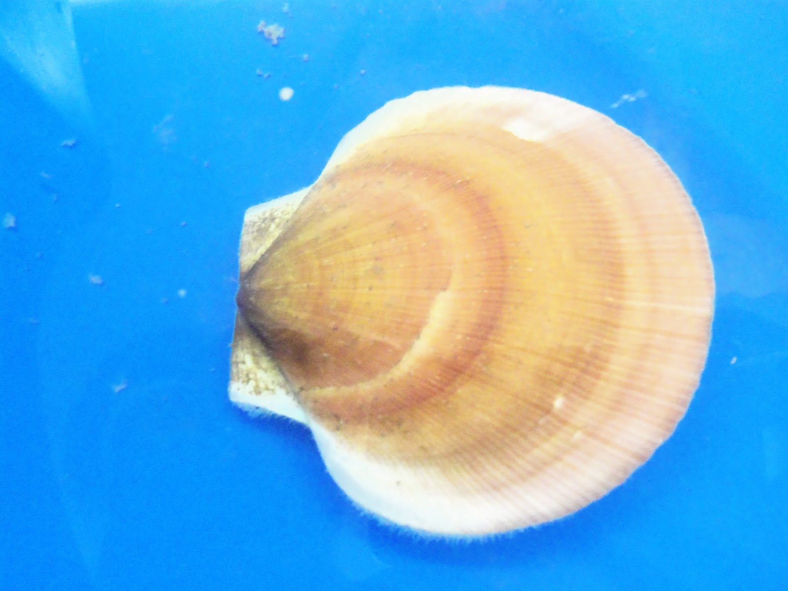 Huntsman Marine Science Centre: M. Gerald Teed Memorial School