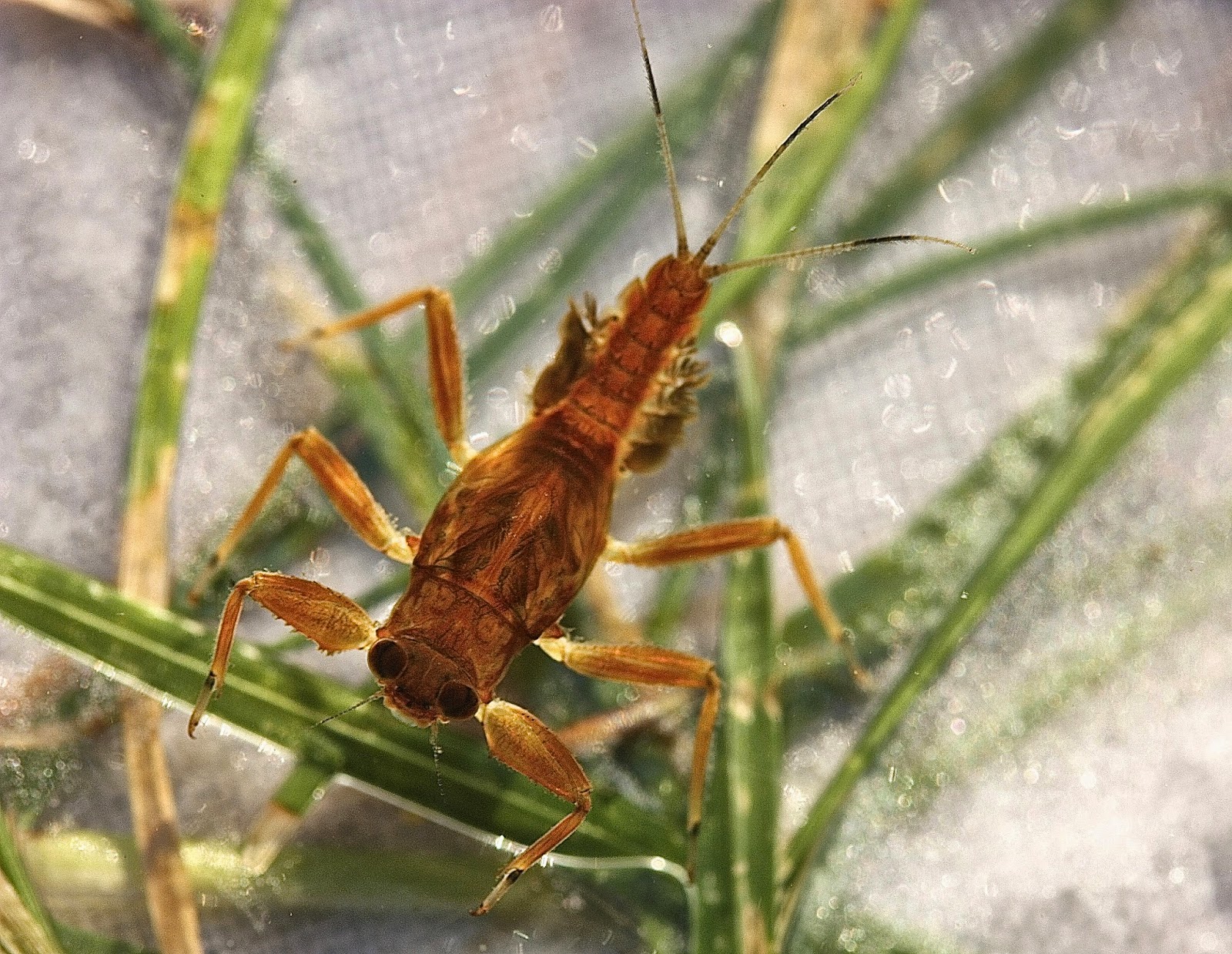 Aquatic Insects of Central Virginia: So many colorful insects: waiting ...