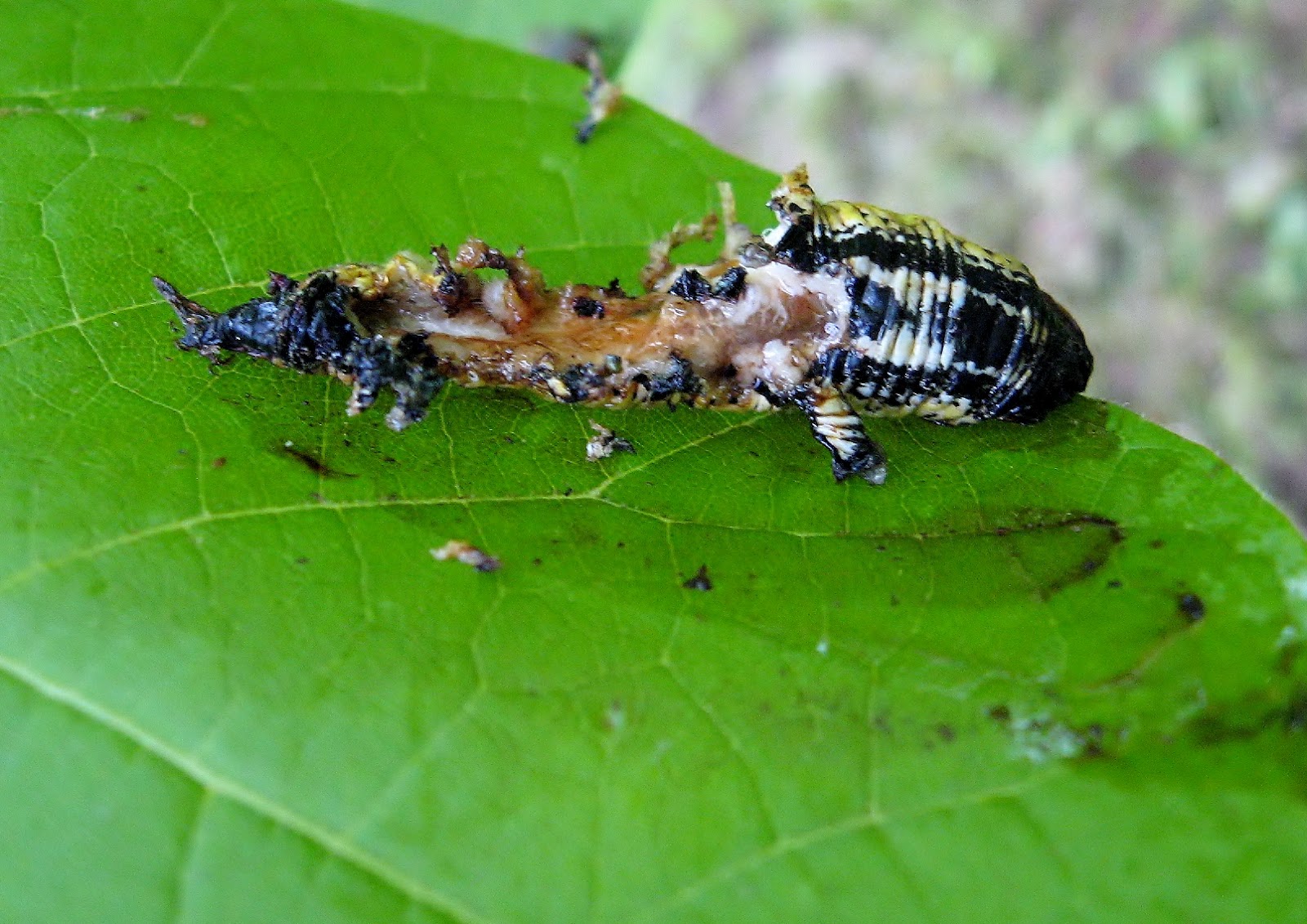 Normal Biology: Insect Explosion: Parasitoid or Bird?