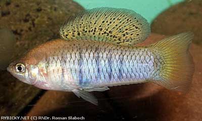 Jenis Ikan Hias Ikan Pedang / Swordtail (Xiphophorus hellerii)