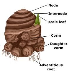 Difference between Corm and Rhizome