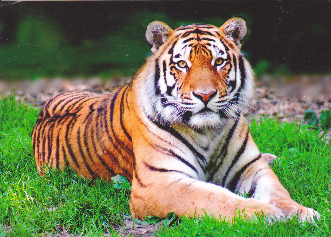 My World-wide postcard: tiger postcard