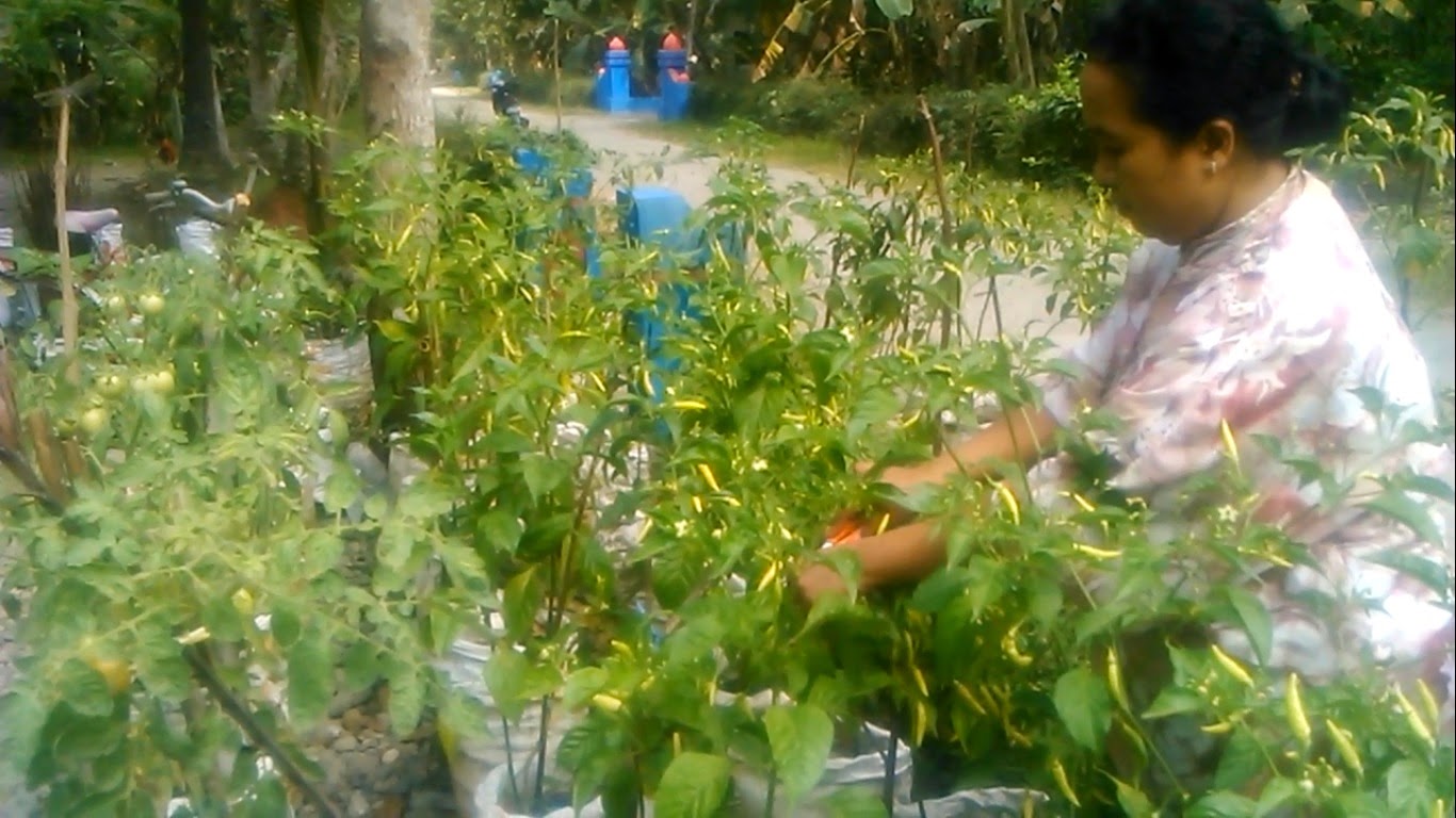 Cara Panen Budidaya Cabe Dalam Karung