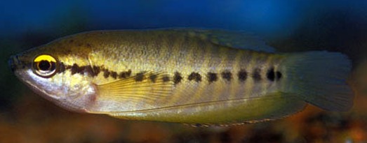 Hidupan Air Tawar: JENIS-JENIS IKAN AIR TAWAR