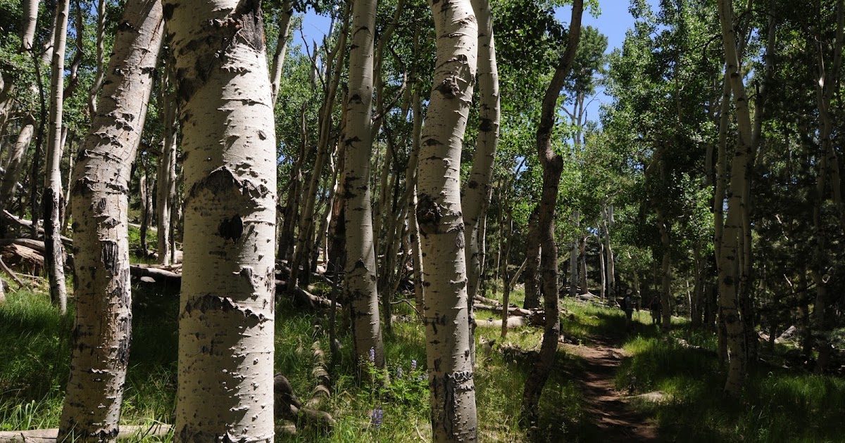 Arizona Hiking: Step out at Aspen Corner