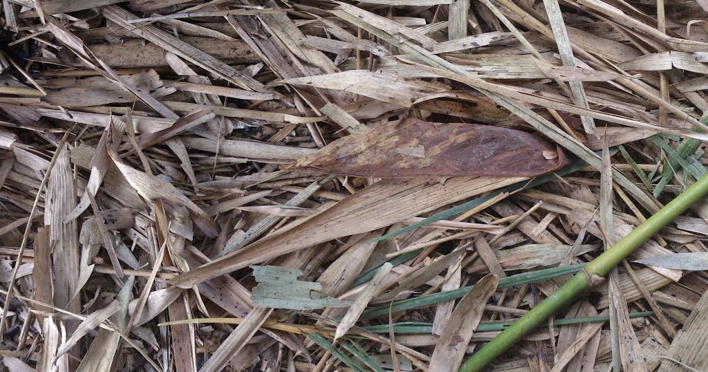 Ide Populer Limbah Akar Bambu Adalah, Kerajinan Dari Bambu